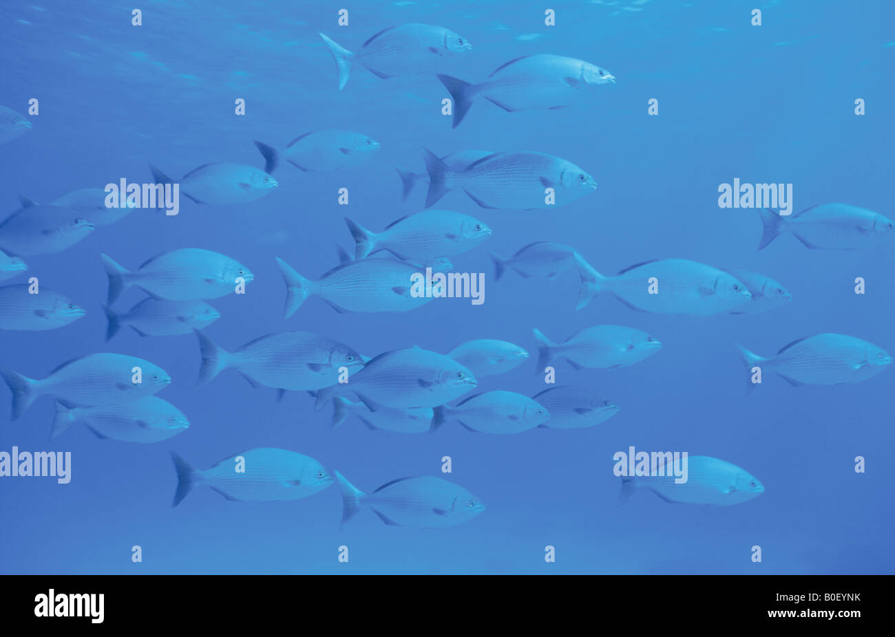 A Shoal Of Fish Stock Photo - Alamy