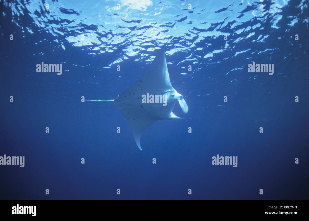 Ray fishes hi-res stock photography and images - Alamy