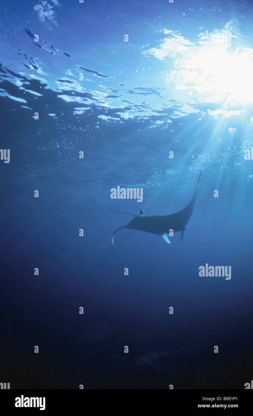 Ray fishes hi-res stock photography and images - Alamy