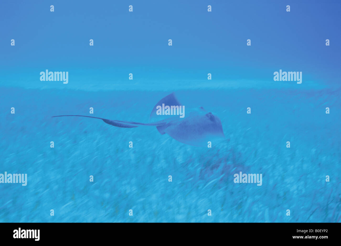 Whip ray hi-res stock photography and images - Alamy
