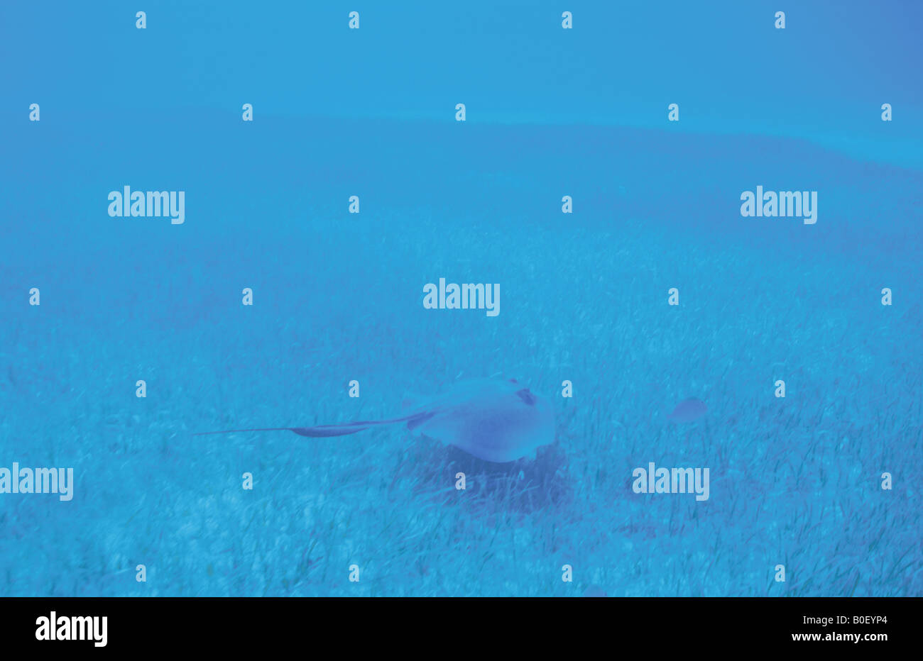 Whip ray hi-res stock photography and images - Alamy