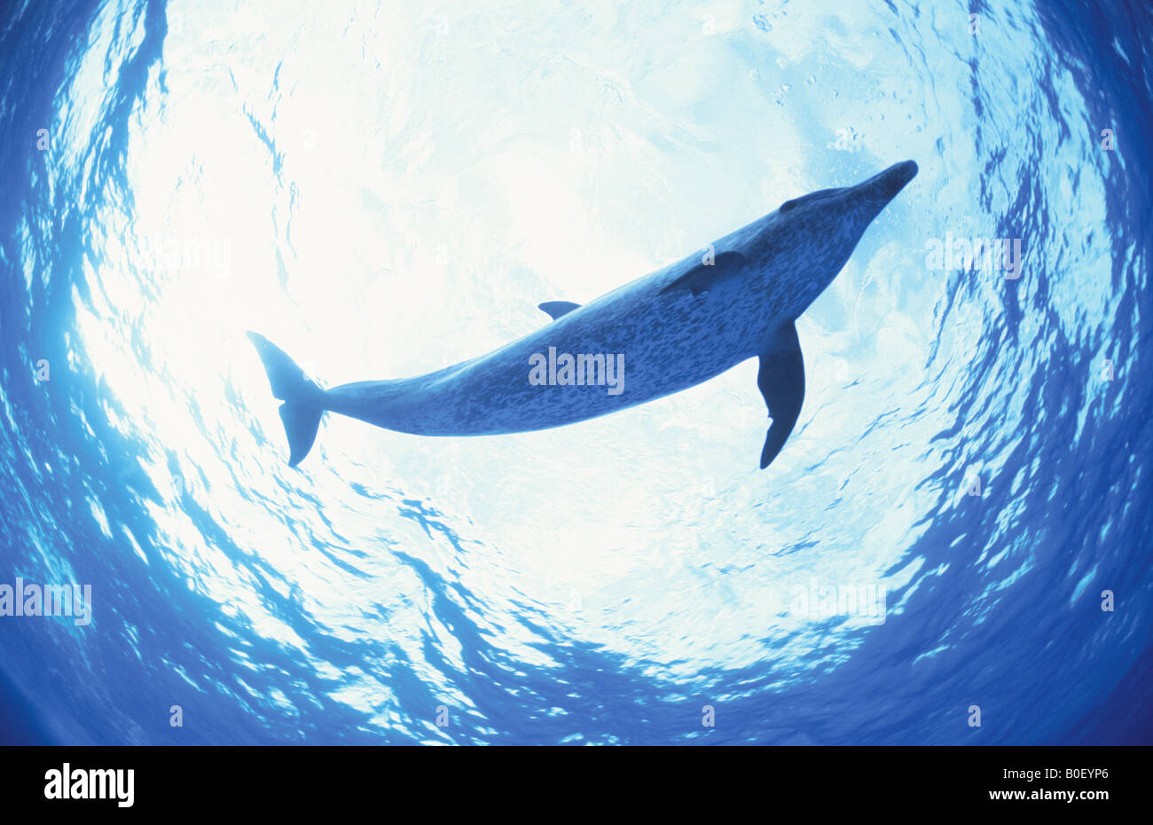 Atlantic spotted dolphins underwater view hi-res stock photography and ...