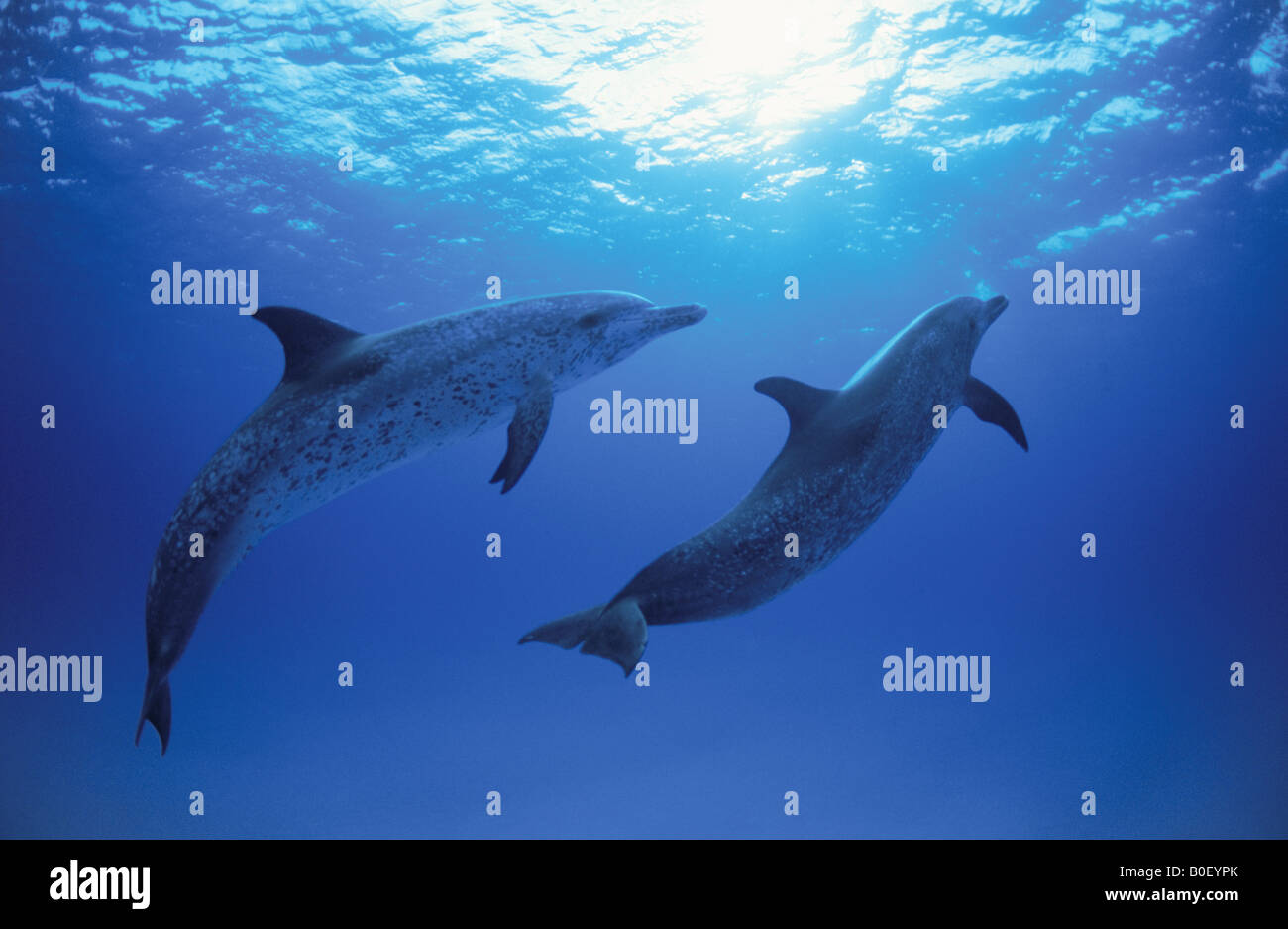 Two dolphin hi-res stock photography and images - Alamy