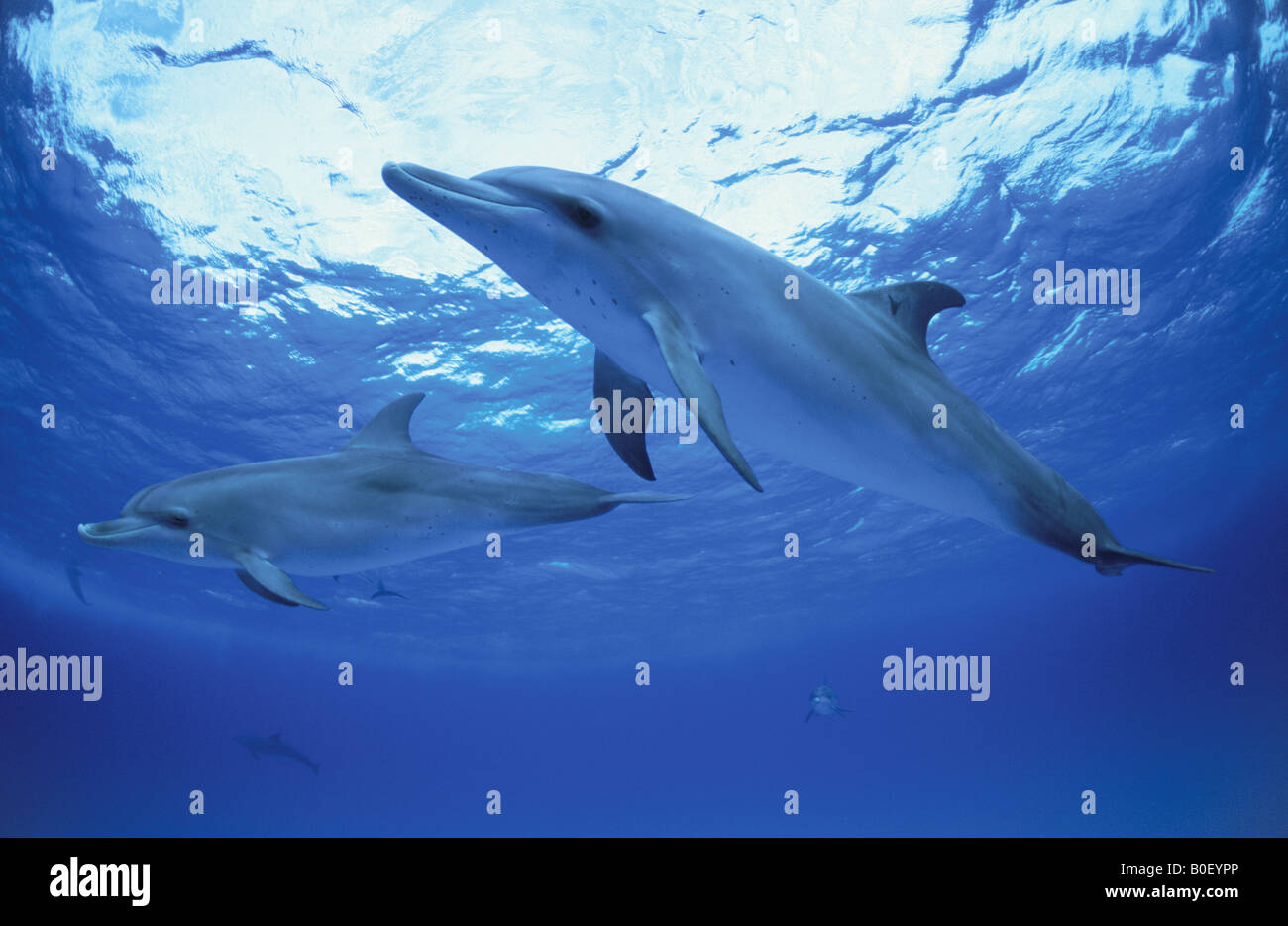Two dolphin hi-res stock photography and images - Alamy
