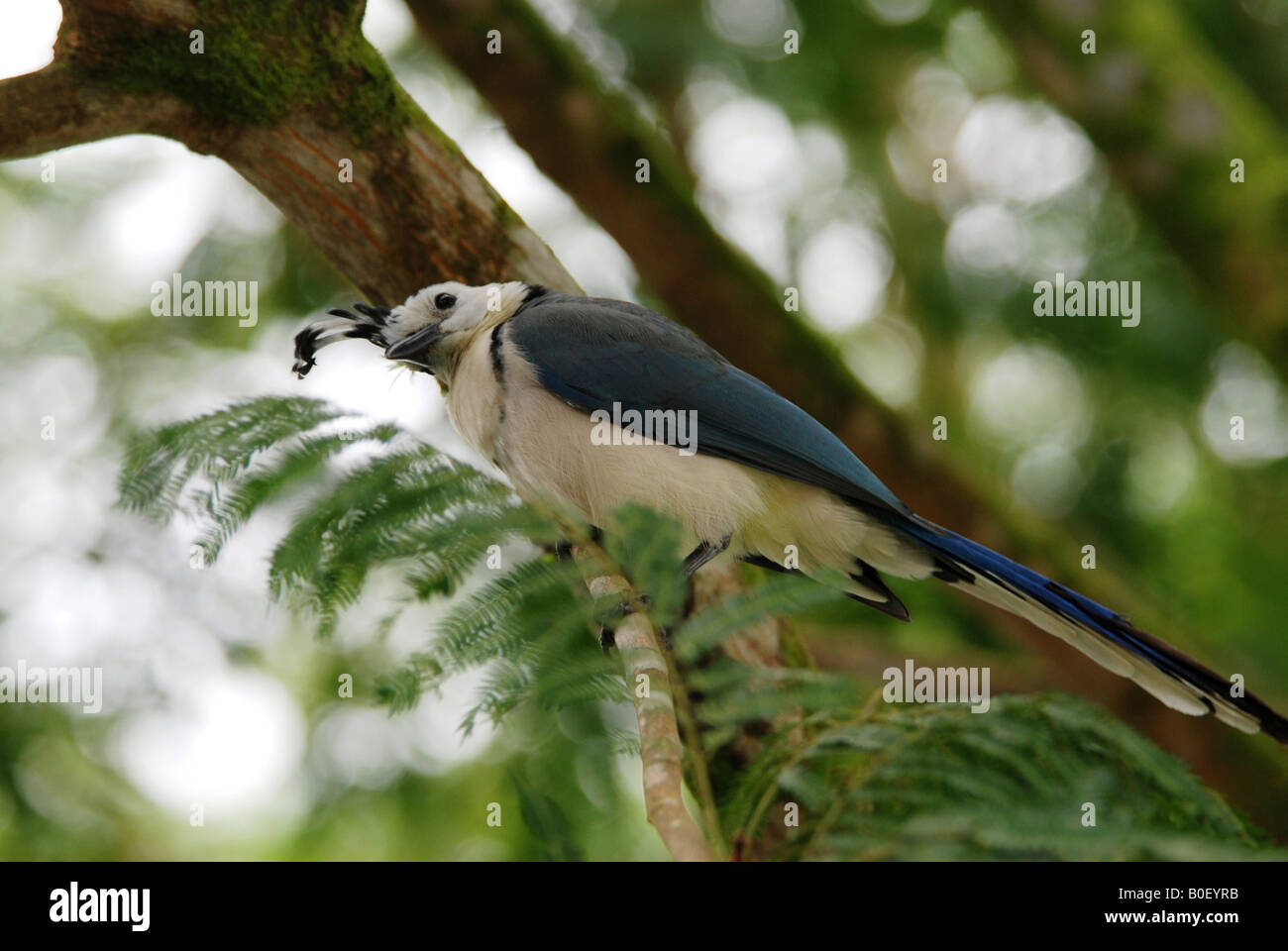 White throated Magpie Jay Calocitta formosa Lake Arenal Costa Rica ...