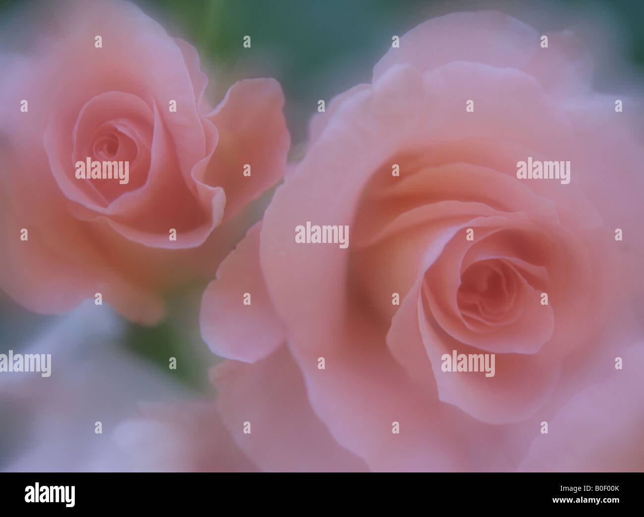 Rose Objects High Resolution Stock Photography and Images - Alamy