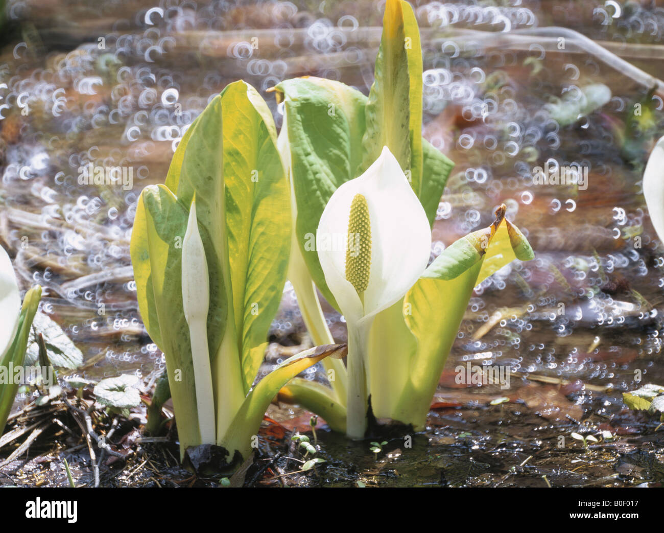 The Giant Skunk Cabbage At The Waterside Stock Photo - Alamy