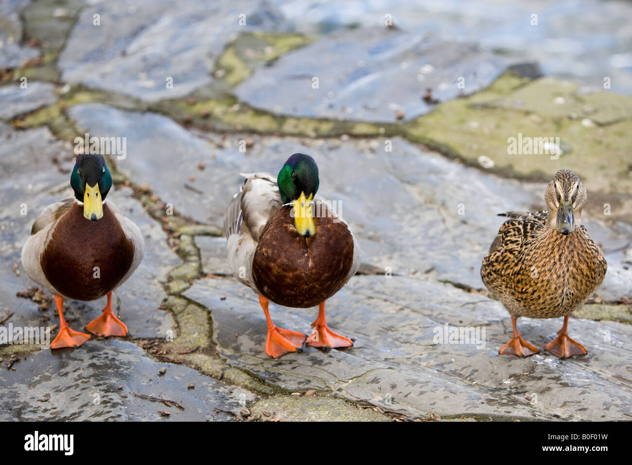 Three ducks walking in a line on cabbled path Stock Photo - Alamy