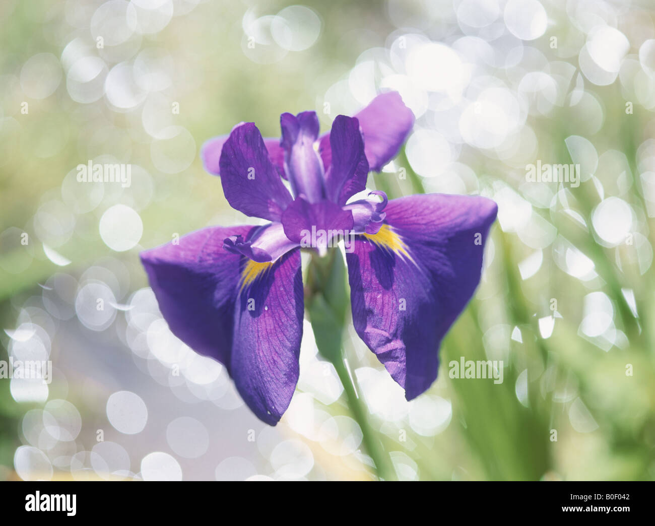 Japanese iris hi-res stock photography and images - Alamy