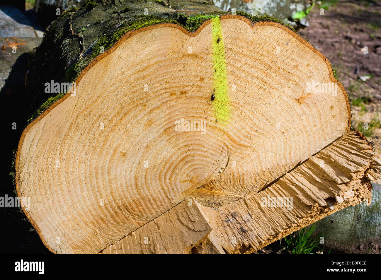 CROSS SECTION OF A BEECH TREE TRUNK SHOWING GROWTH RINGS ALSACE FRANCE ...