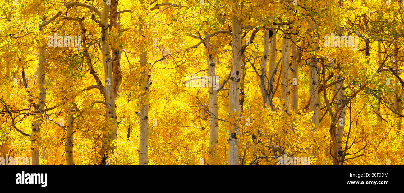 San Isabel National Forest, Colorado Stock Photo - Alamy