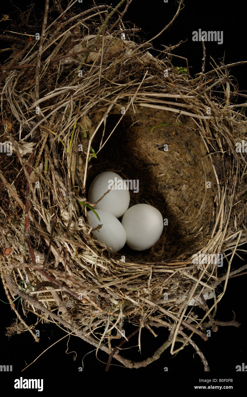 Eggs in a birds nest Stock Photo - Alamy