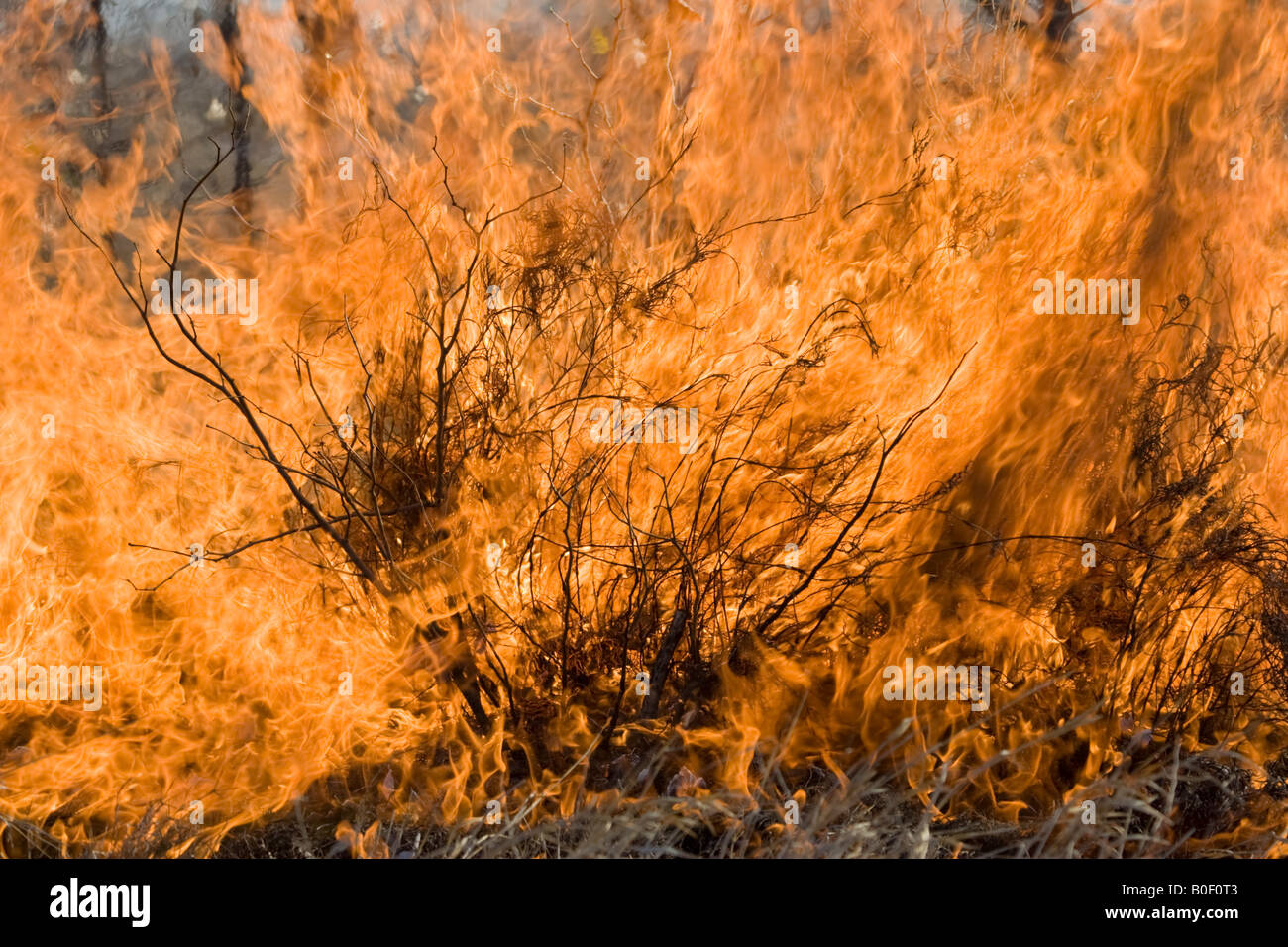 Close-up of a bush being burnt Stock Photo - Alamy
