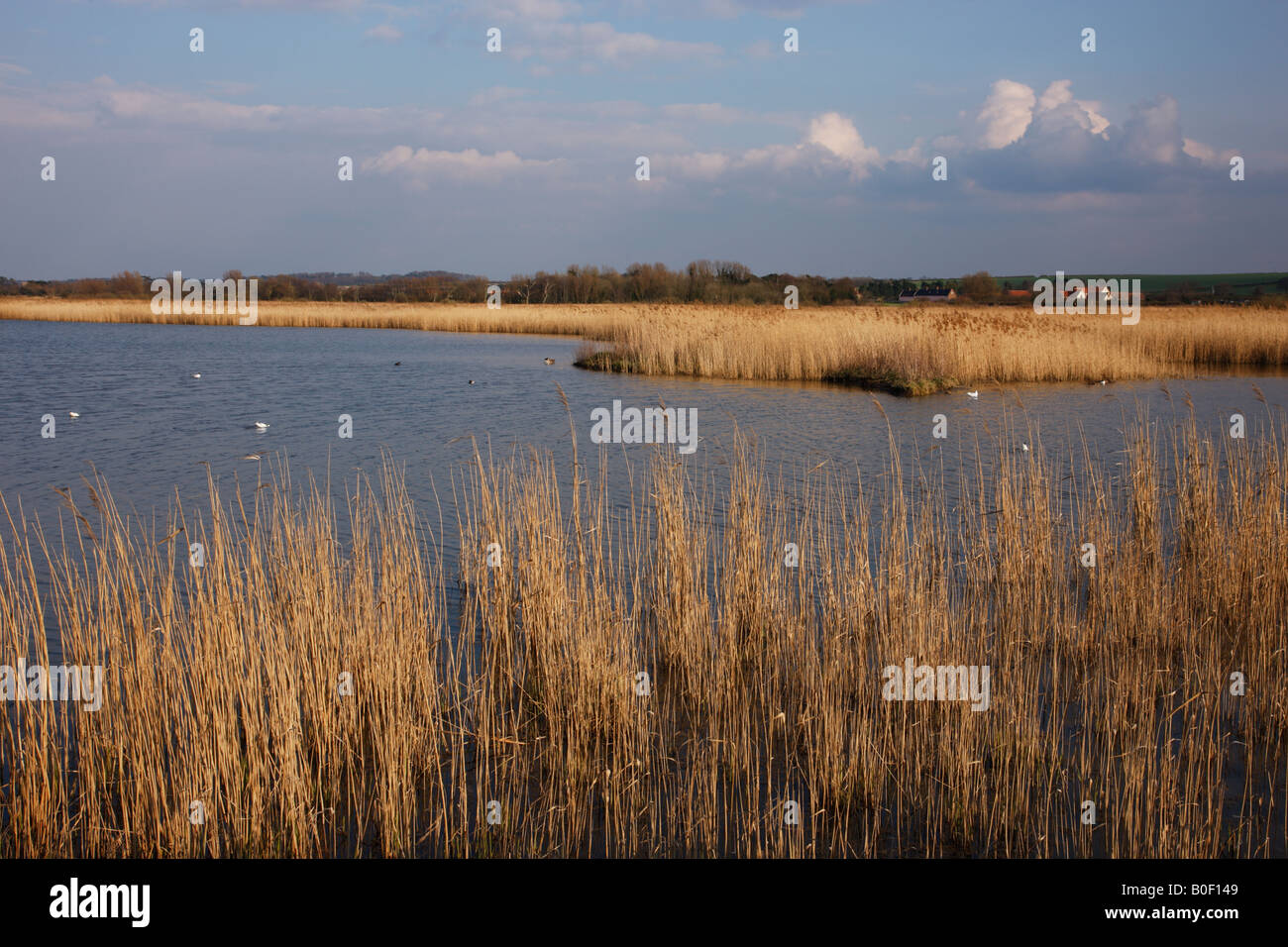 Titchwell Nature reserve, view over the main lagoon, Titchwell, Norfolk ...