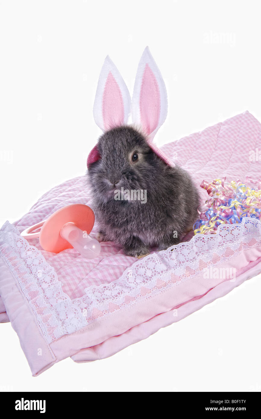 Adorable baby bunny rabbit on pink baby blanket with pacifier isolated ...