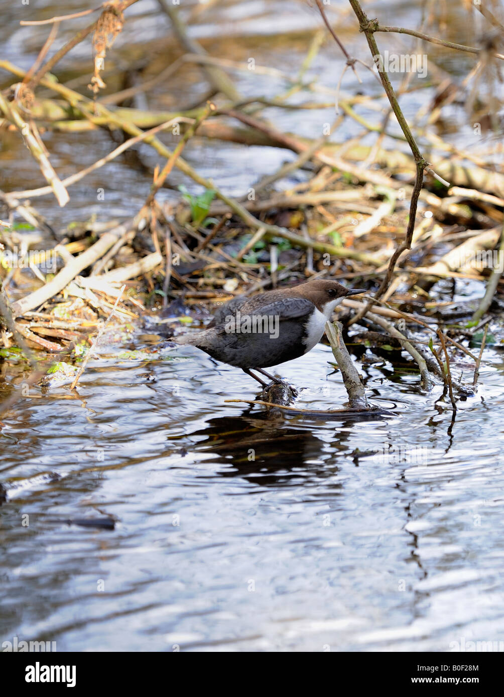 Dippers feeding hi-res stock photography and images - Alamy