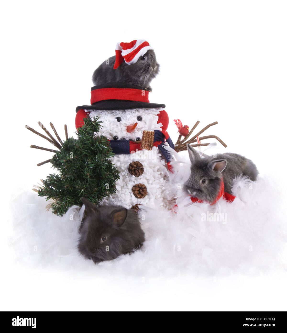 Winter baby bunny rabbits around snowman wearing hat scarf isolated on ...
