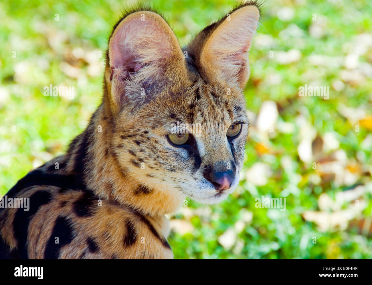 Leptailurus serval big cat head hi-res stock photography and images - Alamy