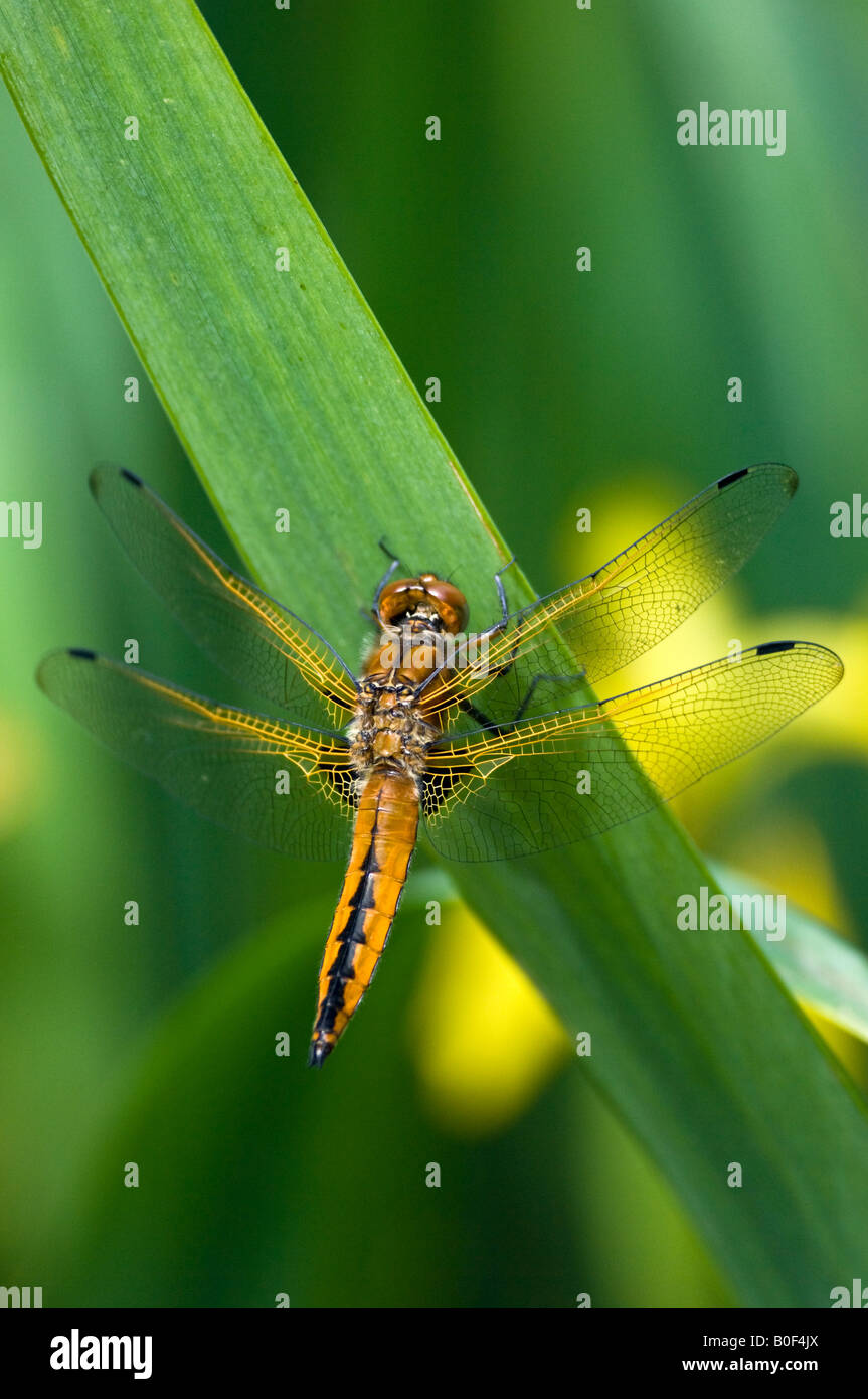 Scarce chaser libellula fulva male hi-res stock photography and images ...