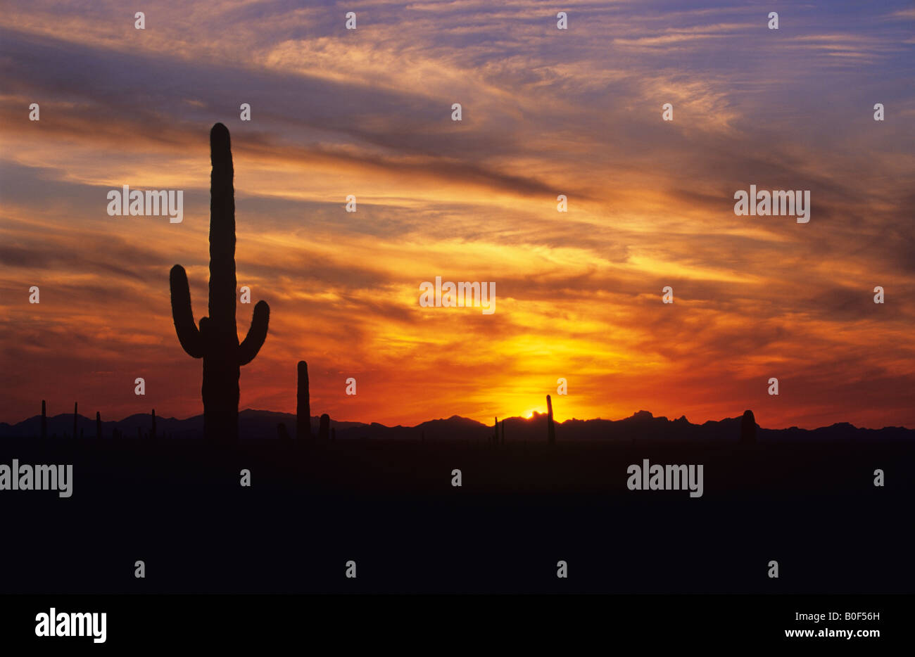Saguaro cactus against dramatic sunset sky, Saguaro National Park ...