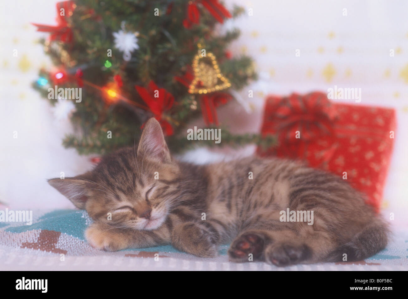 Kitten Sleeping At Christmas Stock Photo - Alamy