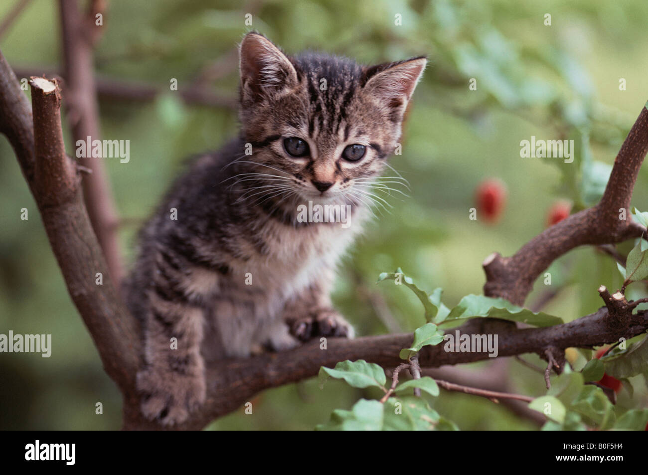 Tabby Kitten In Tree Stock Photo - Alamy