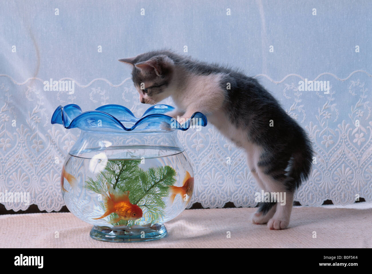 Cats fishbowl hi-res stock photography and images - Alamy