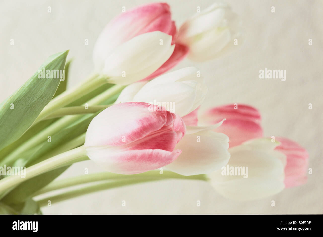 Bunch Of Tulips Stock Photo - Alamy