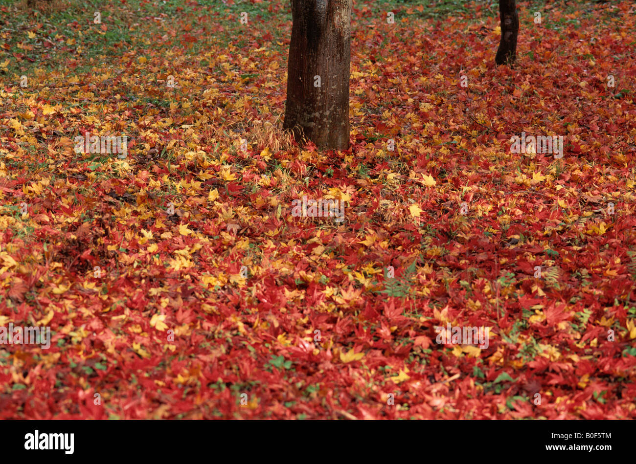 Fallen Leaves On Ground Stock Photo - Alamy