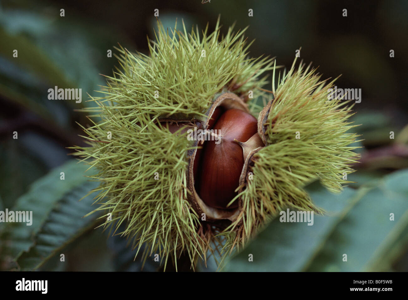 Chestnut In Spiky Case Stock Photo - Alamy