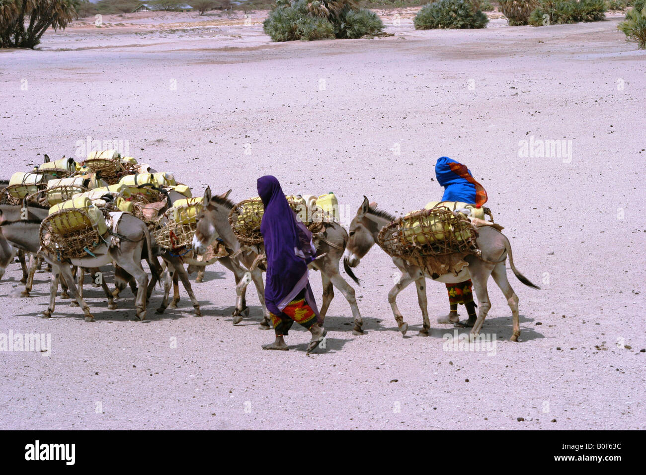 Africa Kenya Turkana tribe A convey of donkeys carrying goods and water ...
