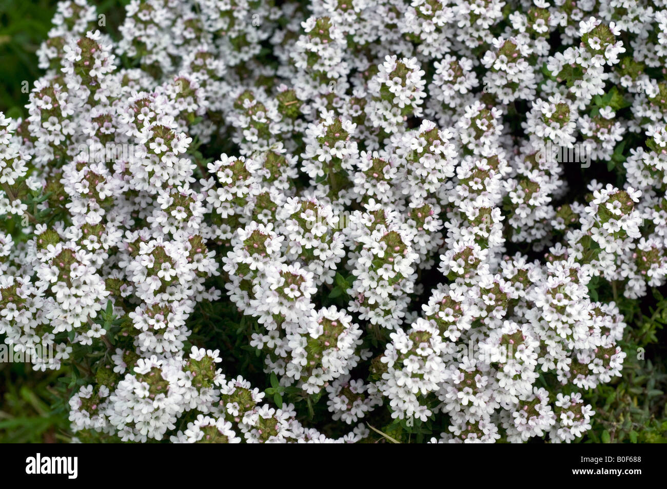 Thyme france hi-res stock photography and images - Alamy