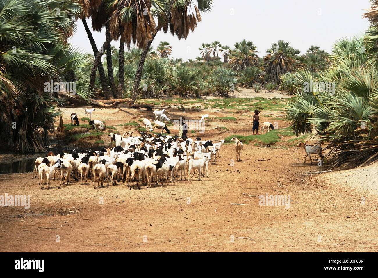 Africa Kenya Turkana tribe a herd of sheep and goats at the watering ...