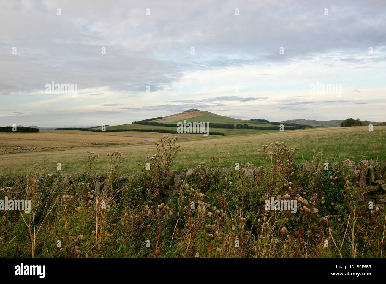 English landscape plants hi-res stock photography and images - Alamy