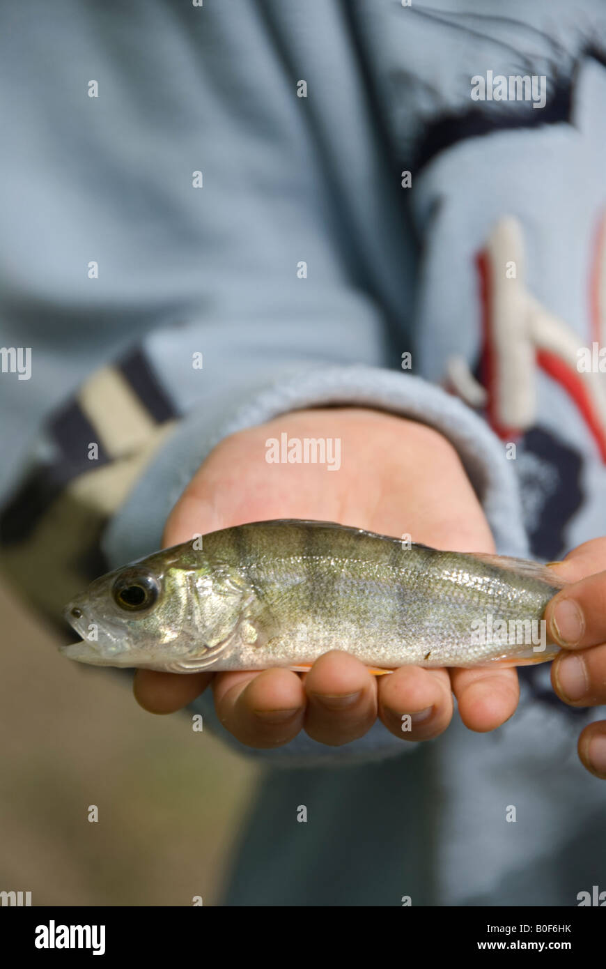 Stock photo of a young boy presenting a newly caught Perch Stock Photo ...