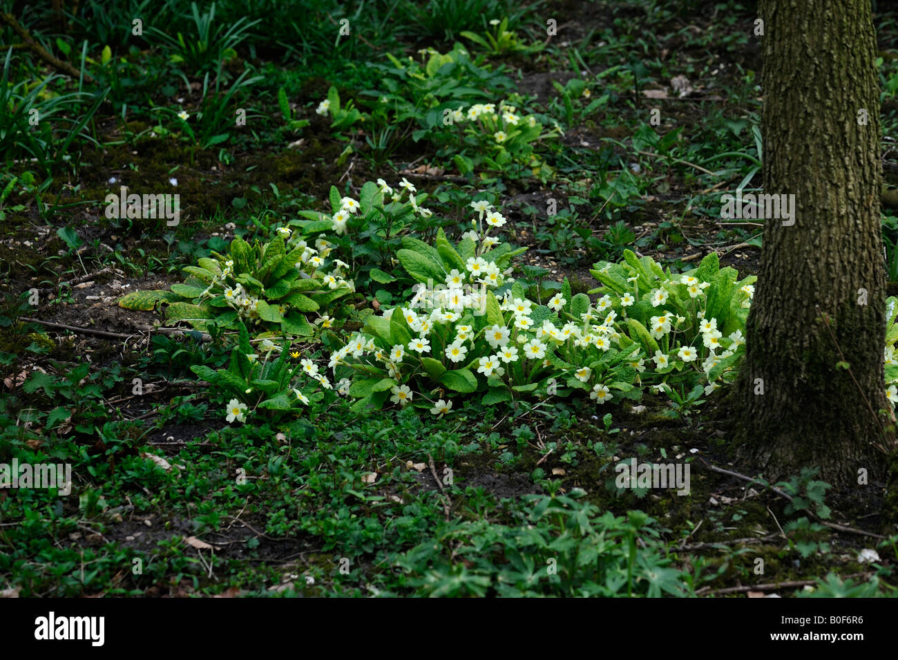 Clump yellow wild primrose flowers hi-res stock photography and images ...
