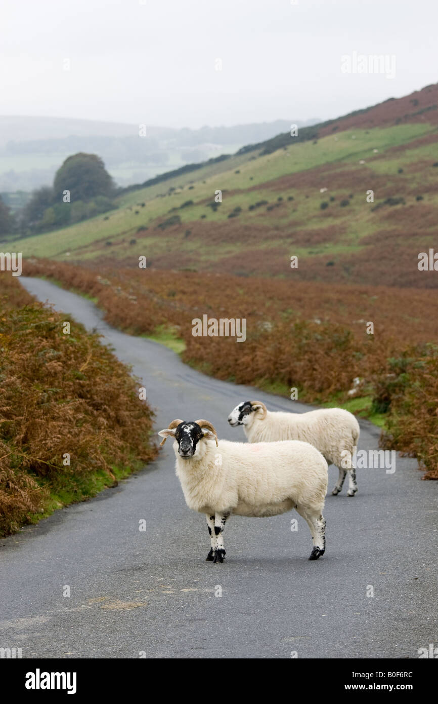 Sheep in country lane hi-res stock photography and images - Alamy
