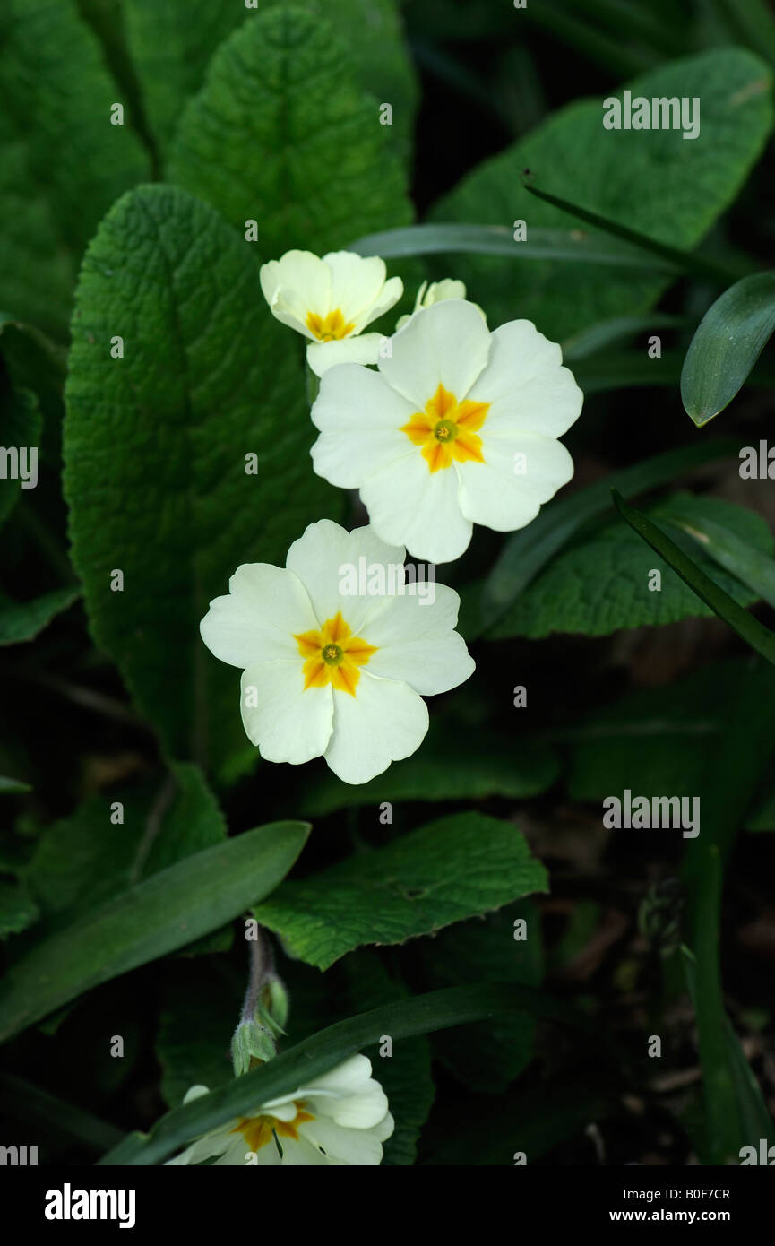 White primrose Primula vulgaris ssp balearica Primula acaulis blooming ...