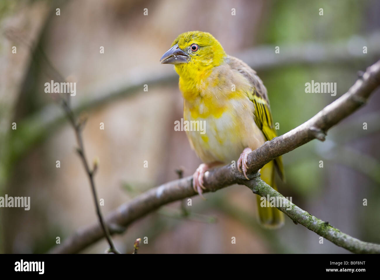 female Village weaver - Ploceus cucullatus Stock Photo - Alamy