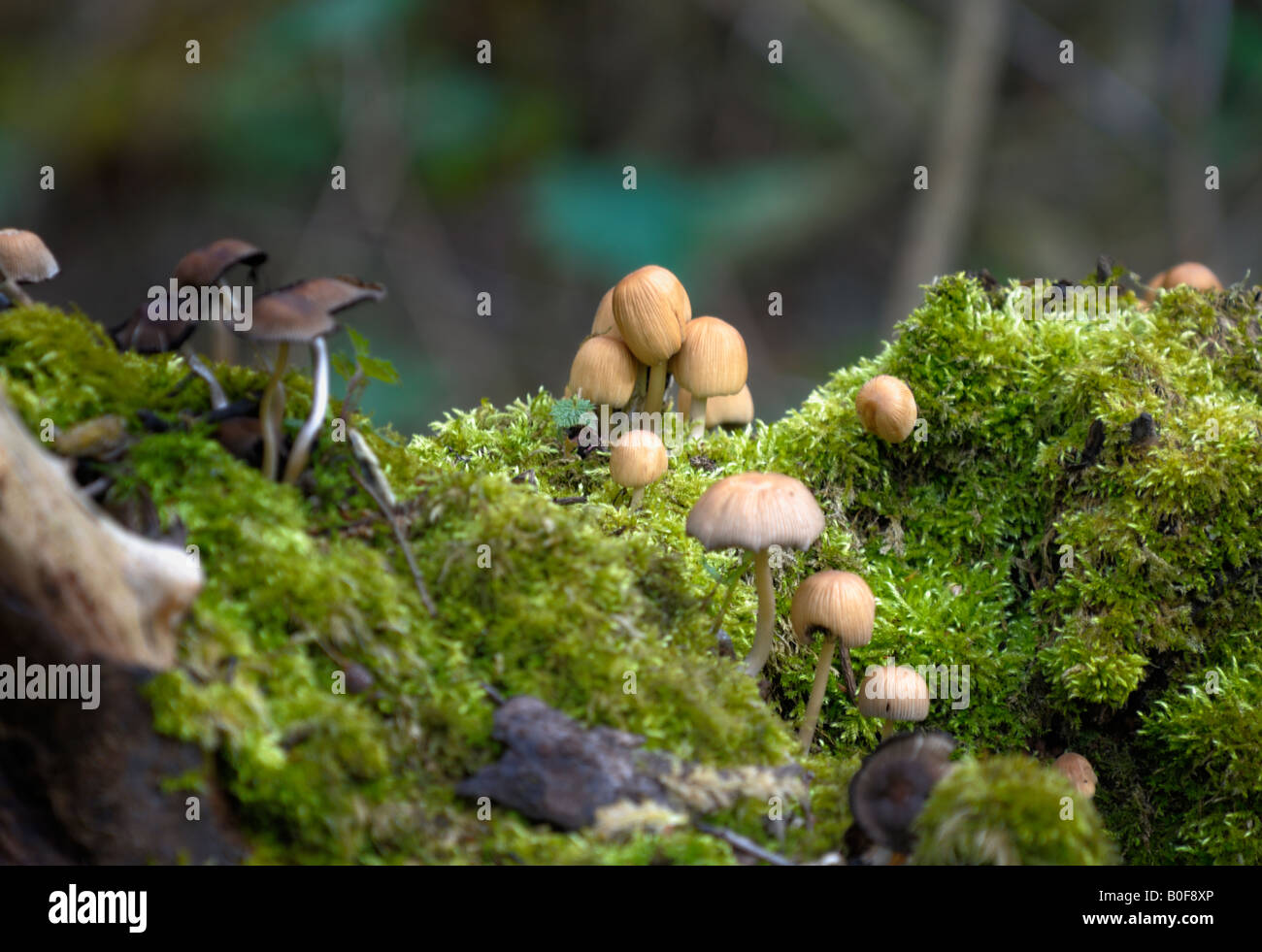 Young ink caps hi-res stock photography and images - Alamy