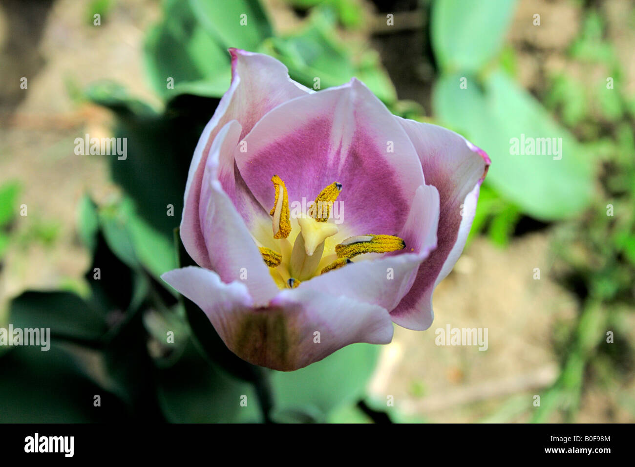 Fuchsia tulip hi-res stock photography and images - Alamy