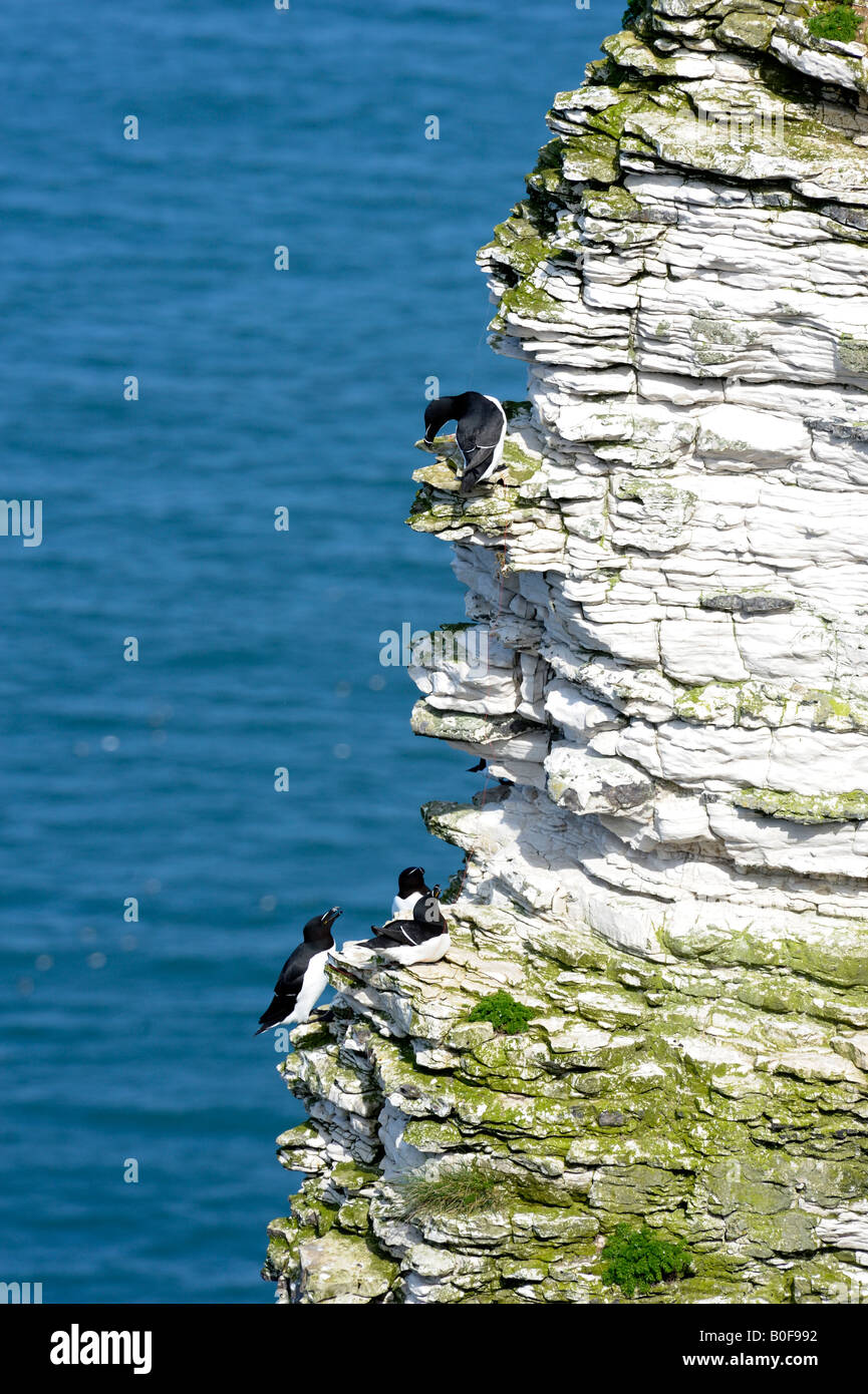 Razorbill (Alca torda) colony on a chalk outcrop on the East Yorkshire ...