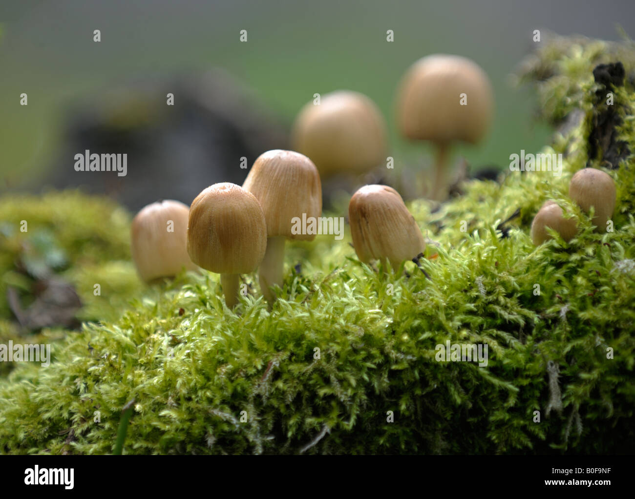 Young Ink Caps High Resolution Stock Photography and Images - Alamy