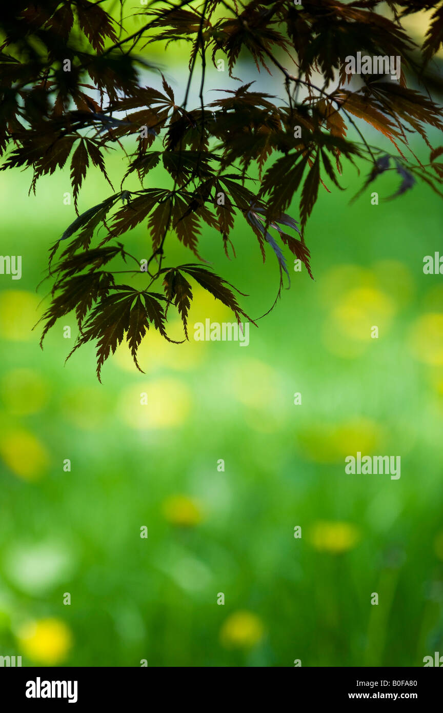 Japanese Maple acer palmatum 'burgundy lace' tree leaves Stock Photo ...