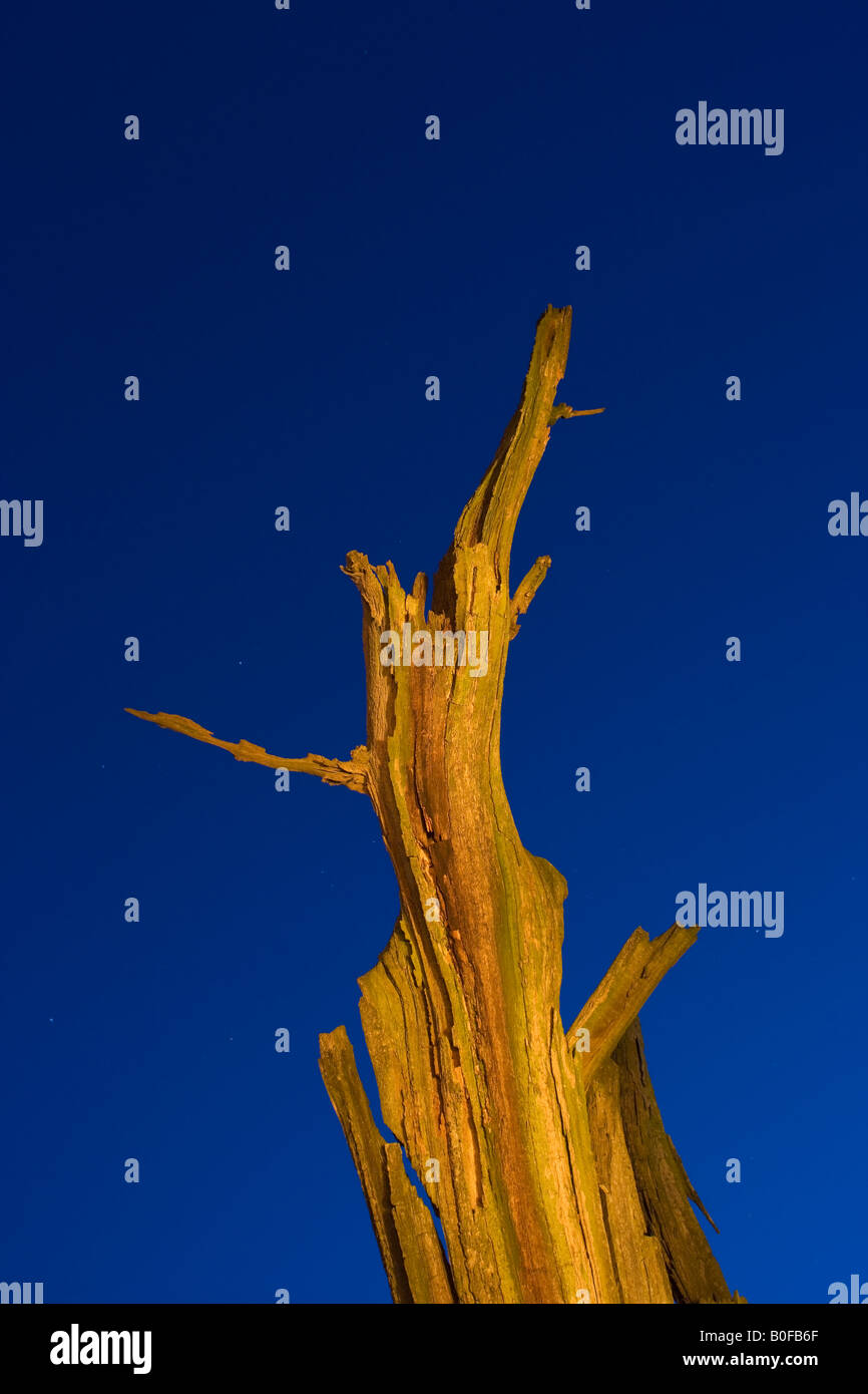 Dead tree tree lightpainted as night sky approaches, Nottinghamshire ...