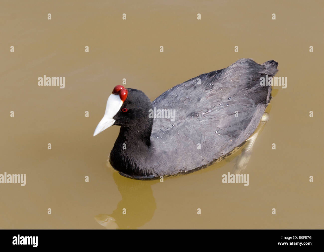 Red knobbed coot hi-res stock photography and images - Alamy