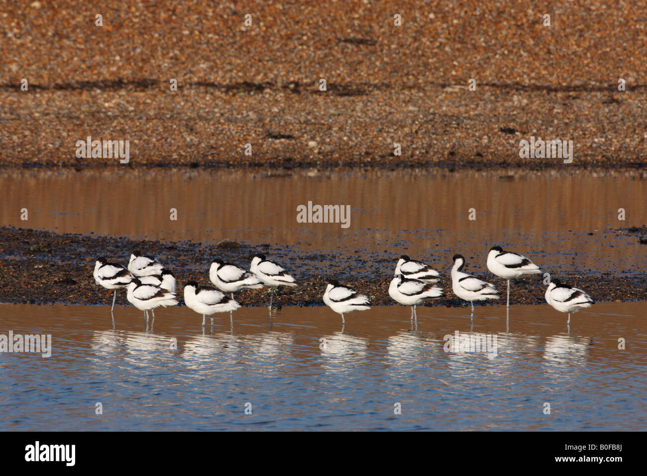 Avocets Recurvirostra avosetta, flock of adults roosting in gravel ...