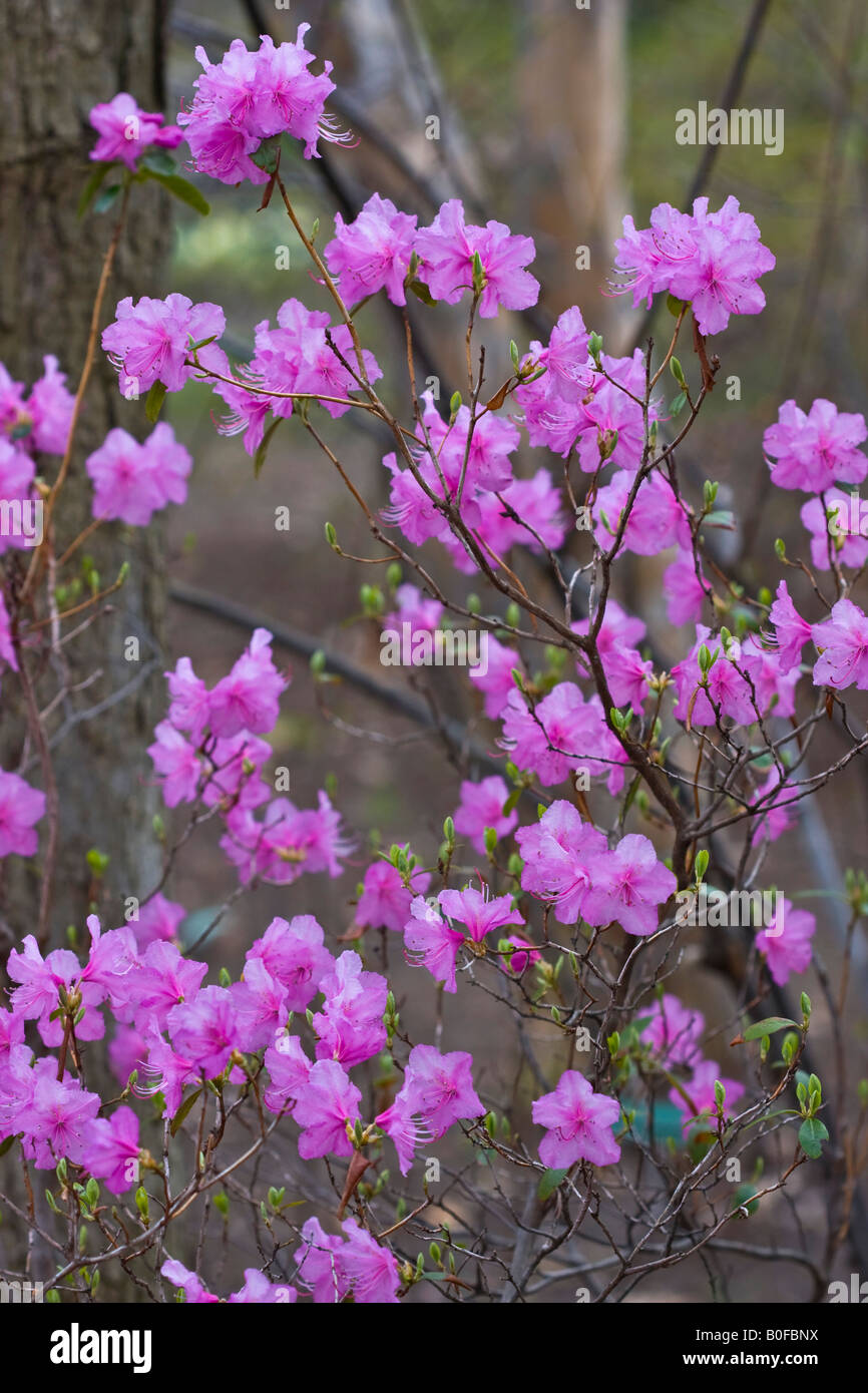 Early spring rhododendron hi-res stock photography and images - Alamy
