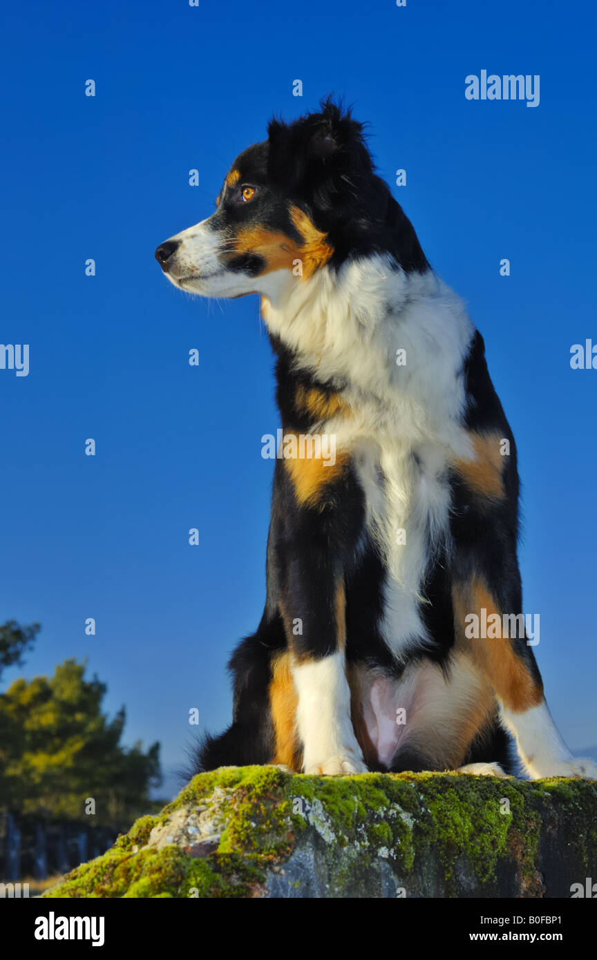 Watchful hi-res stock photography and images - Alamy