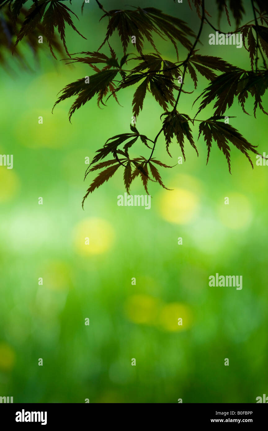 Japanese Maple acer palmatum 'burgundy lace' tree leaves Stock Photo ...